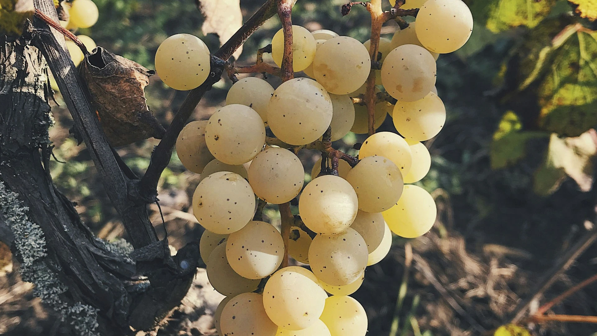 Understanding the Niagara Grape Varietal: Flavor and Characteristics